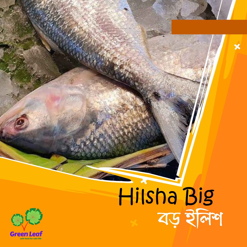 Hilsha medium 2100 x 5kg – Green Leaf